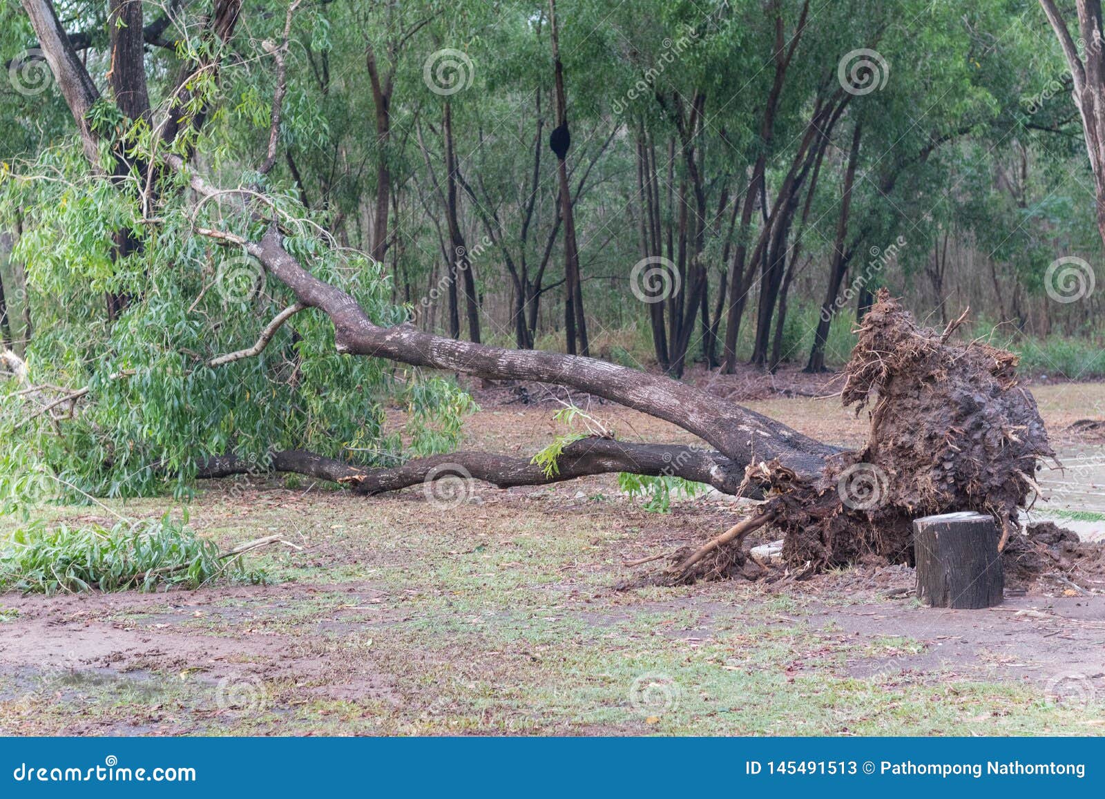 Broken Tree Fall Down after Heavy Storm Stock Image - Image of kong ...
