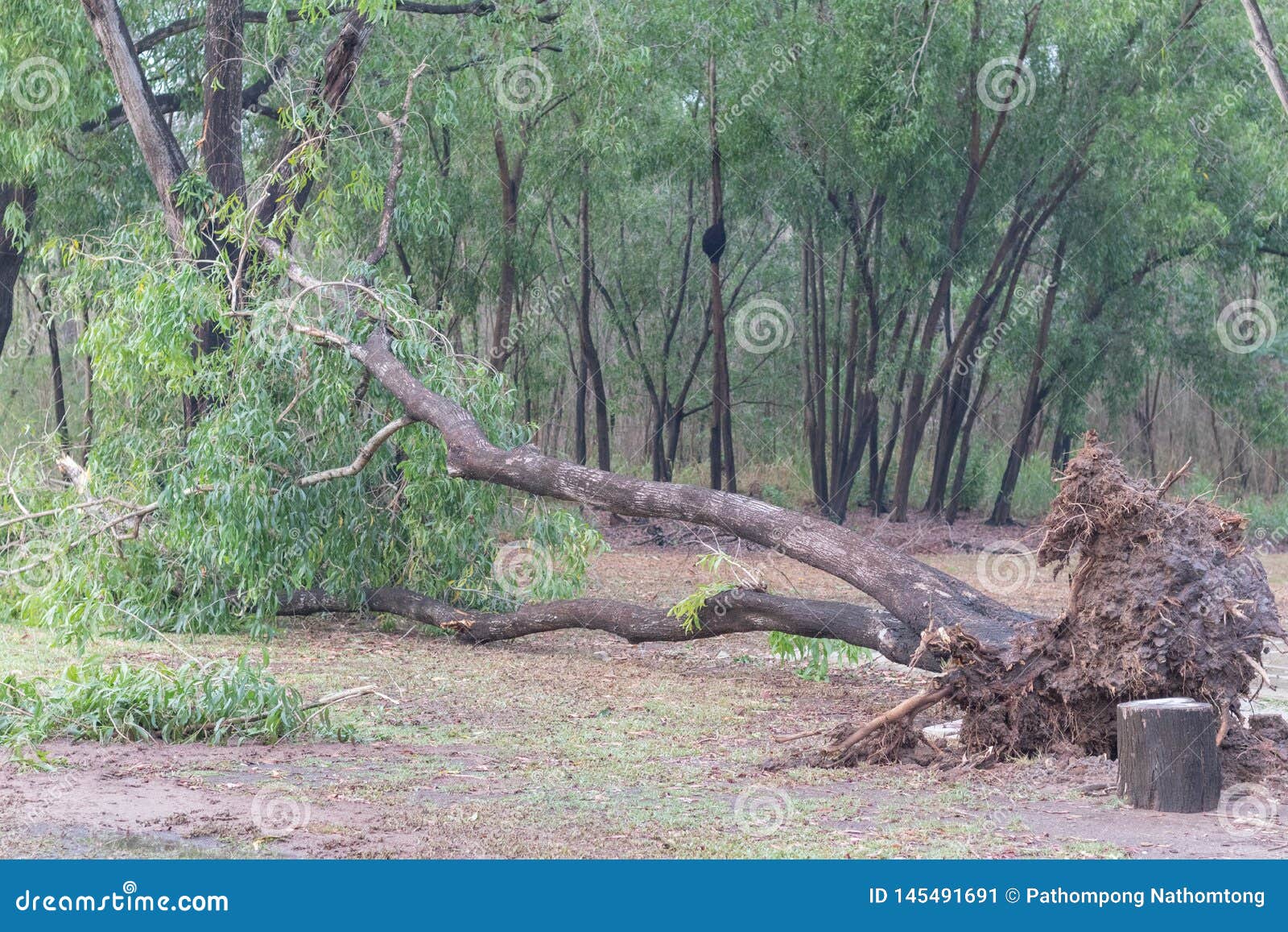 Broken Tree Fall Down after Heavy Storm Stock Image - Image of extreme ...