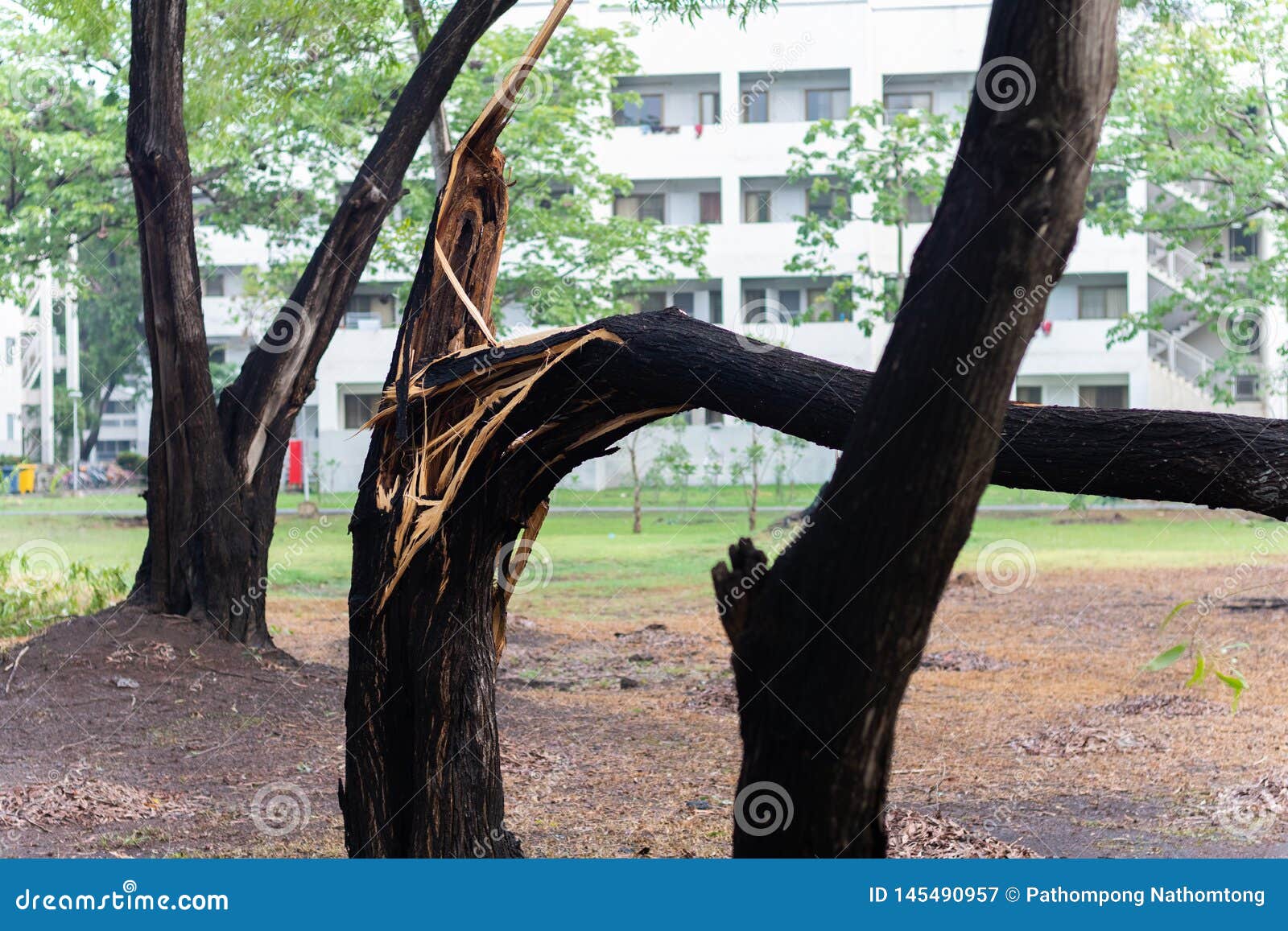 Broken Tree Fall Down after Heavy Storm Stock Image - Image of outdoors ...