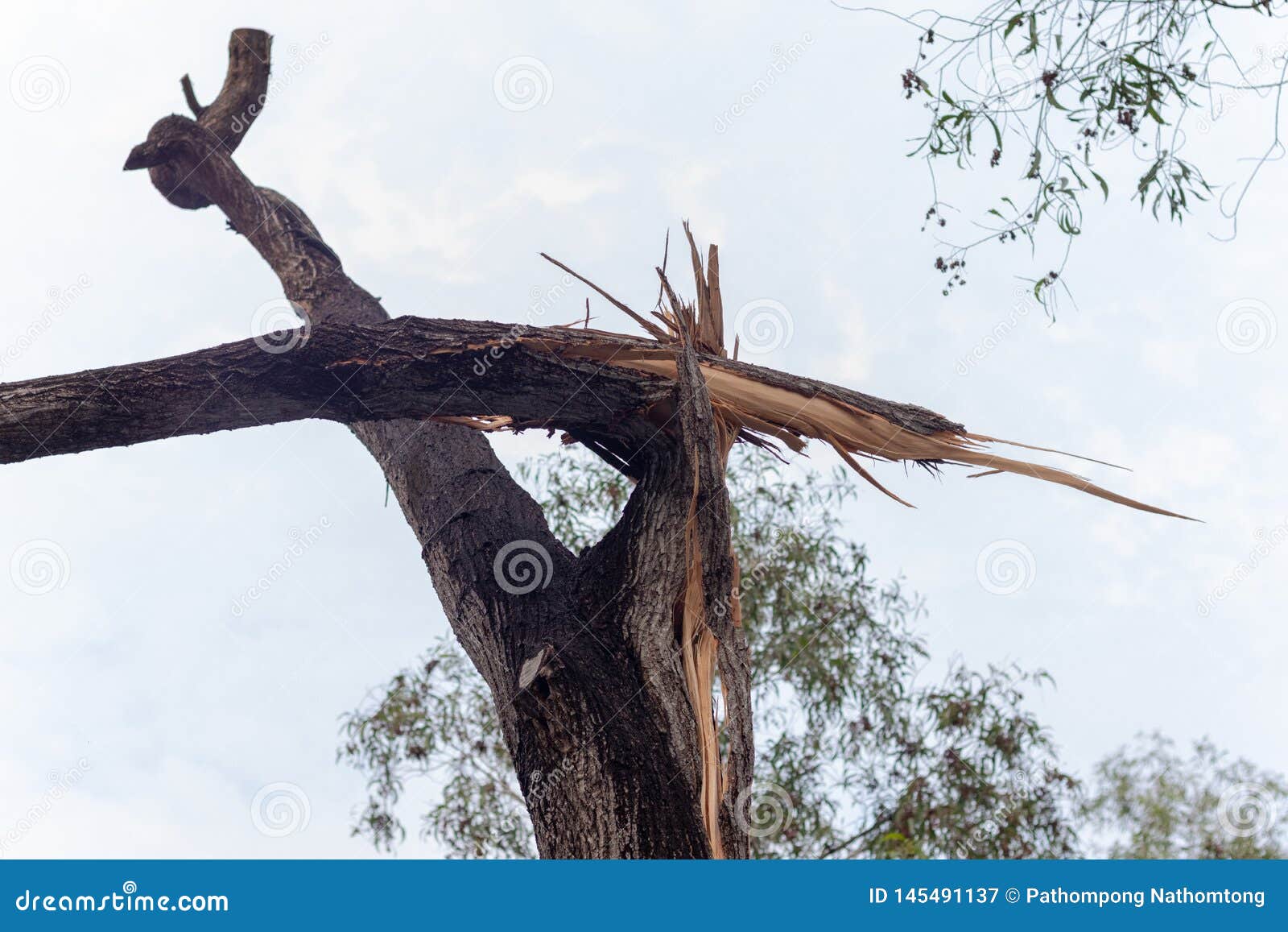 Broken Tree Fall Down after Heavy Storm Stock Image - Image of body ...