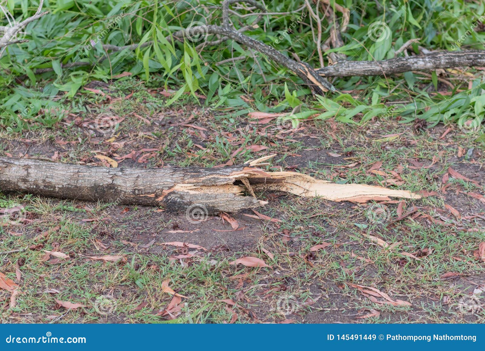 Broken Tree Fall Down after Heavy Storm Stock Image - Image of city ...