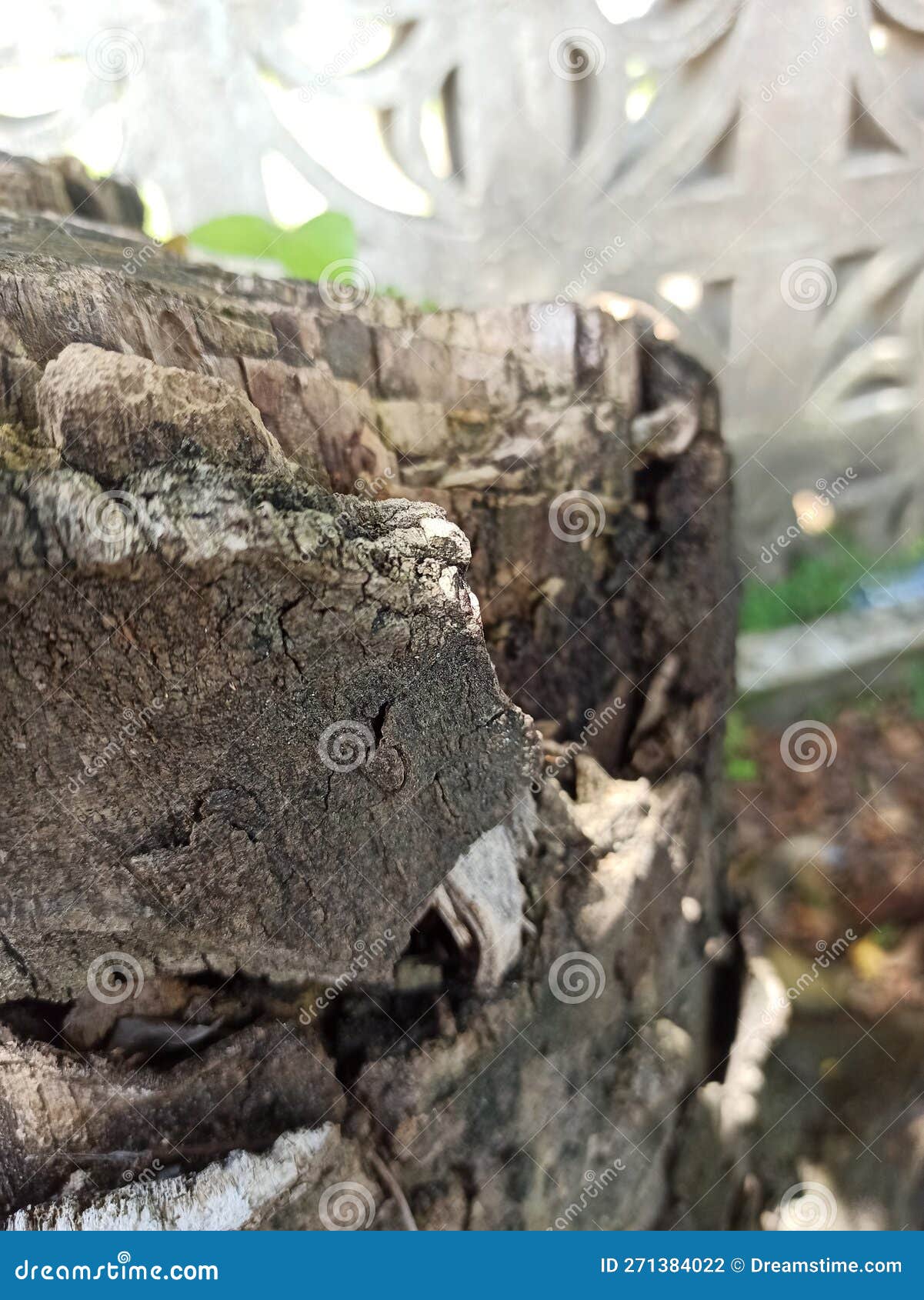 Broken tree after falled stock photo. Image of branch - 271384022