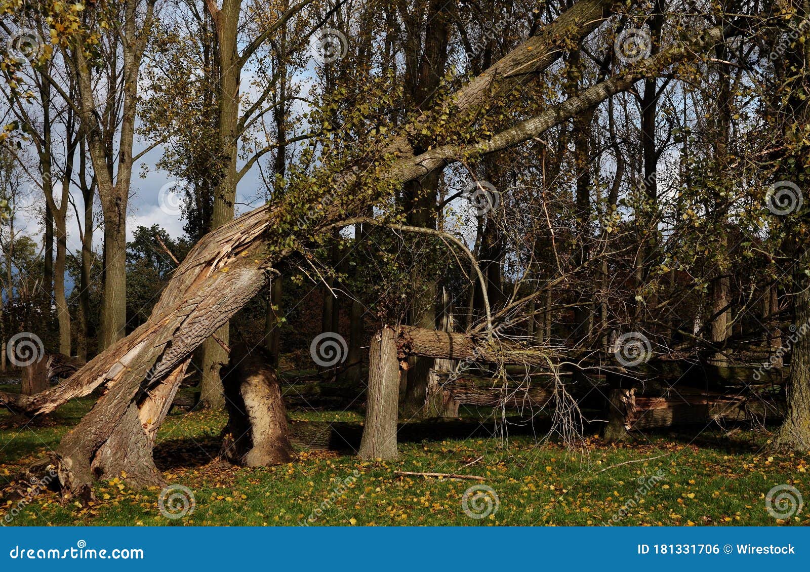 Broken Tree almost Fallen on the Ground in the Park Stock Photo - Image ...
