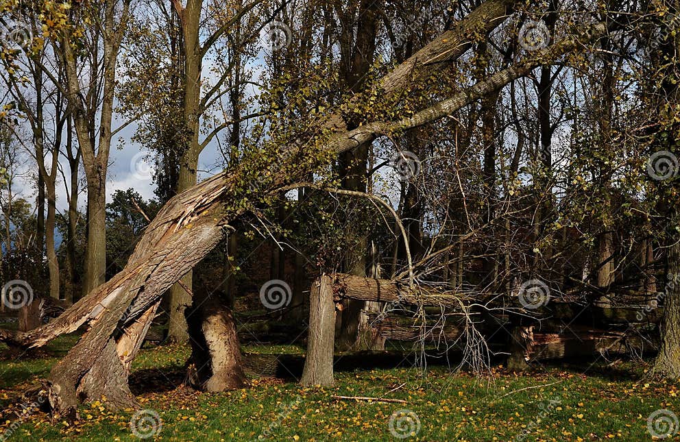 Broken Tree almost Fallen on the Ground in the Park Stock Photo - Image ...