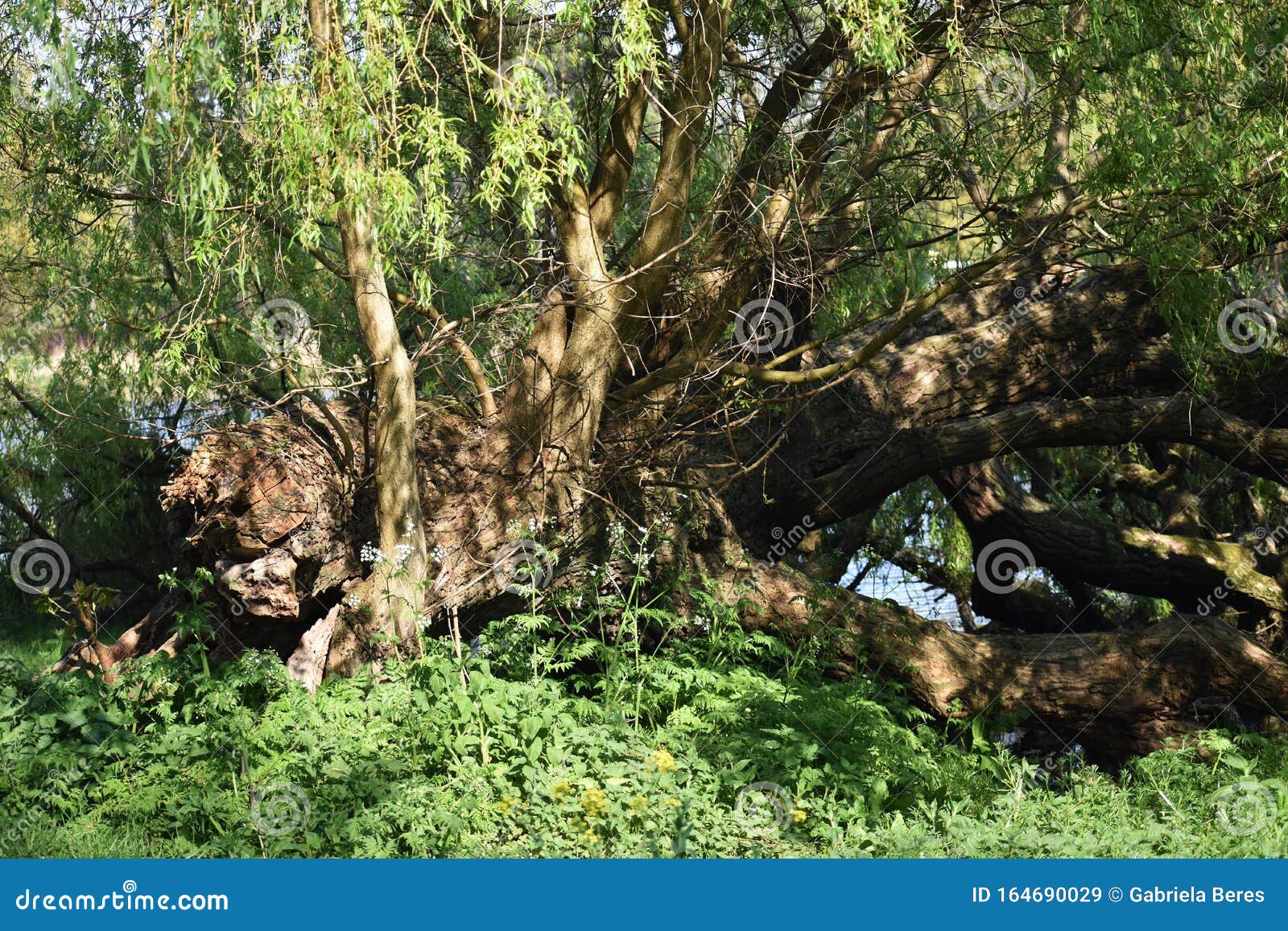 Broken Tree Fallen into the Water. Stock Image - Image of design ...