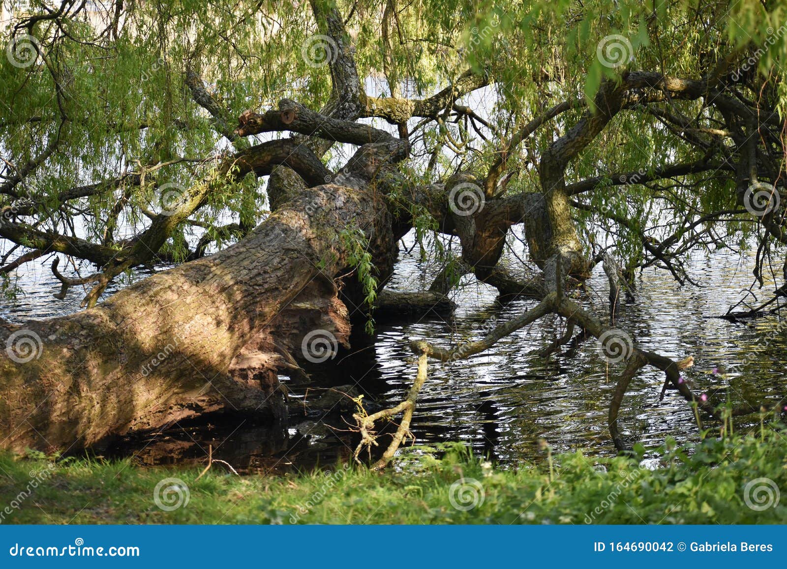 Broken Tree Fallen into the Water. Stock Photo - Image of environment ...