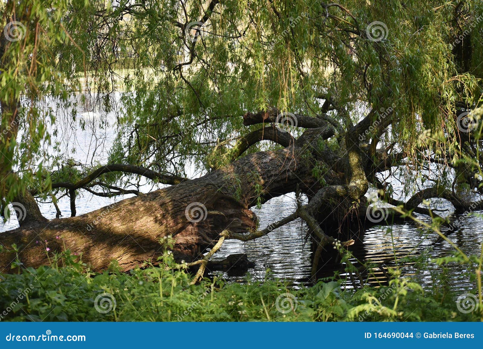 Broken Tree Fallen into the Water. Stock Photo - Image of branch ...