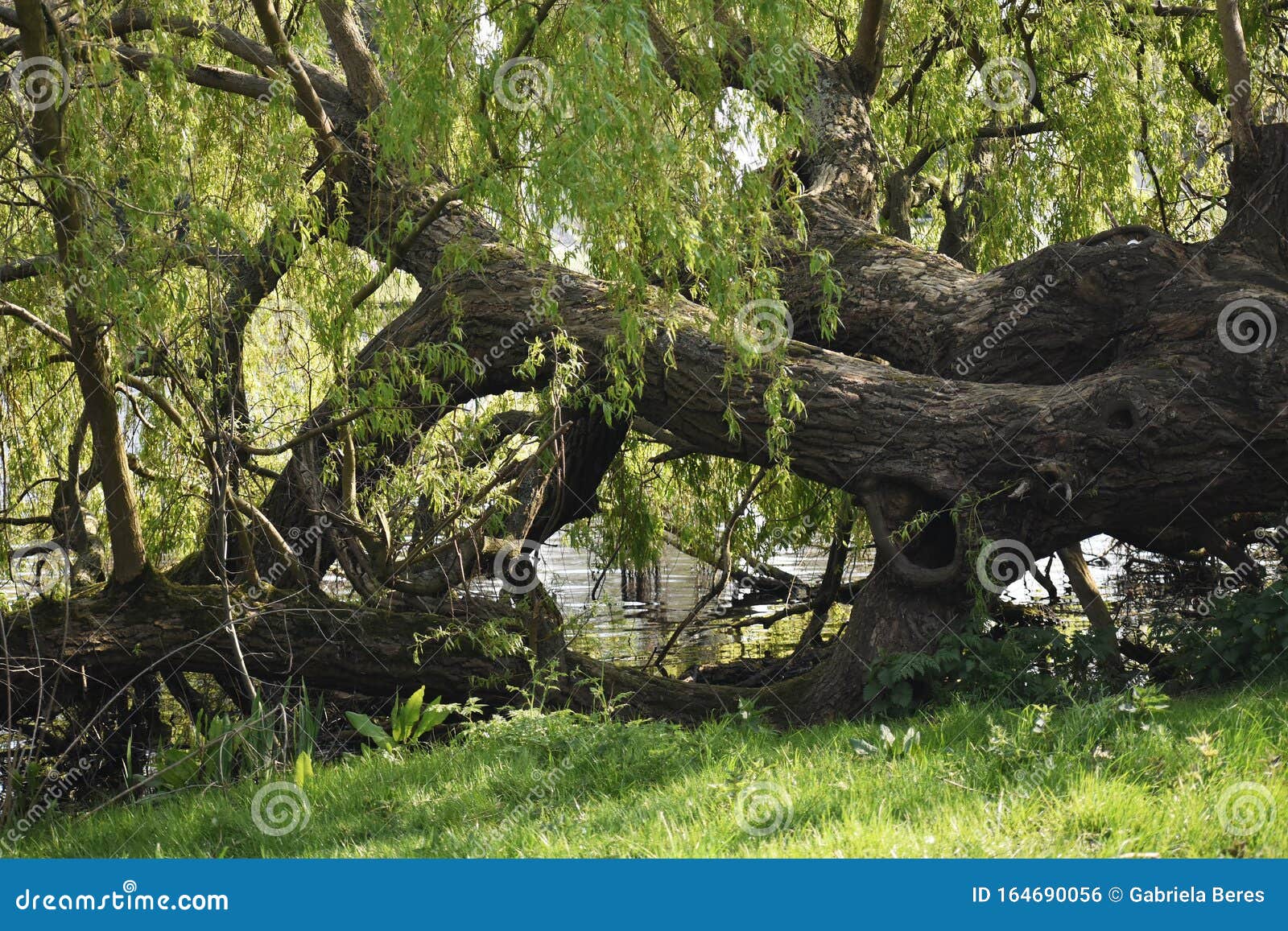 Broken Tree Fallen into the Water. Stock Photo - Image of beautiful ...