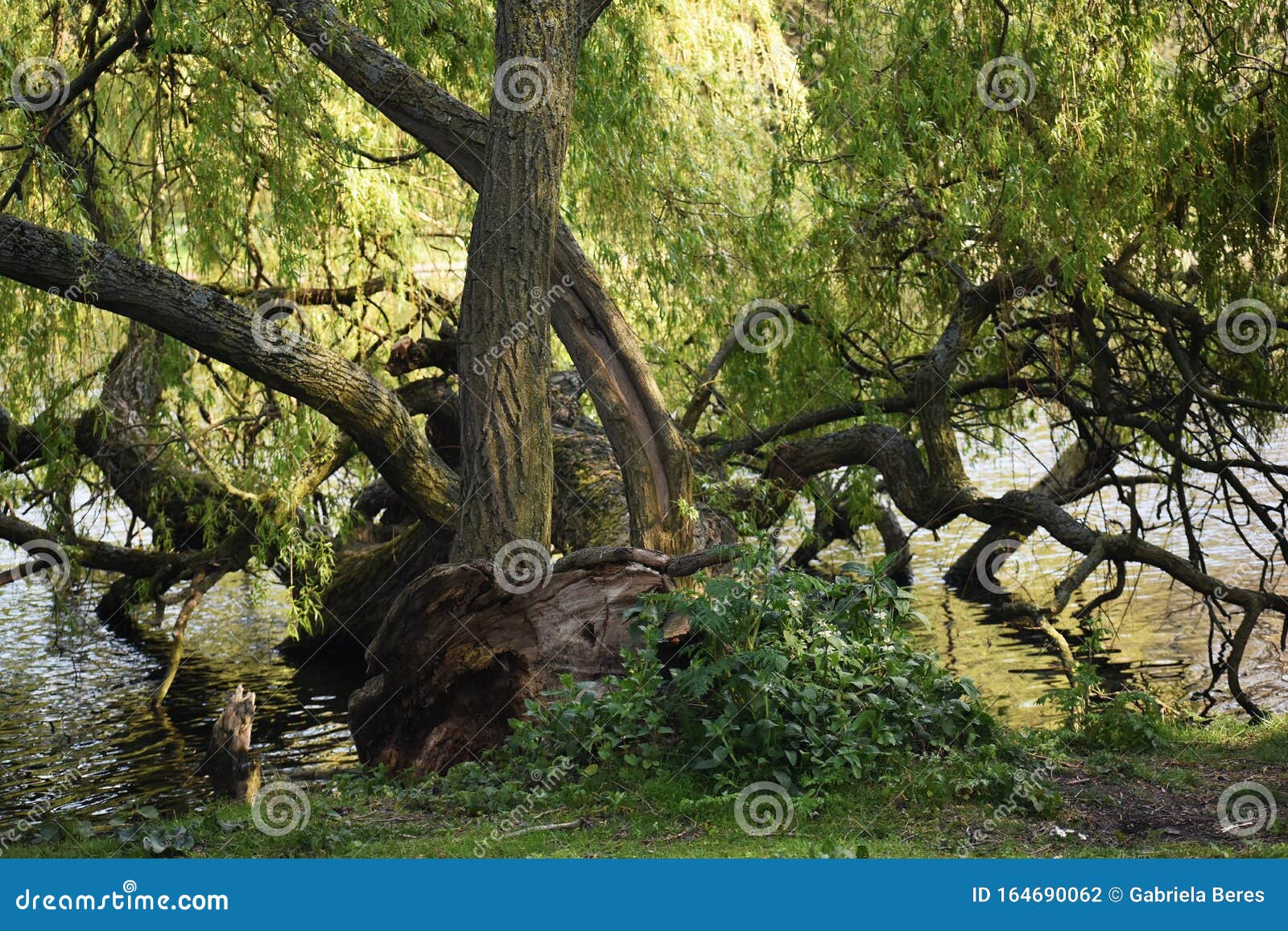 Broken Tree Fallen into the Water. Stock Photo - Image of nature, bank ...