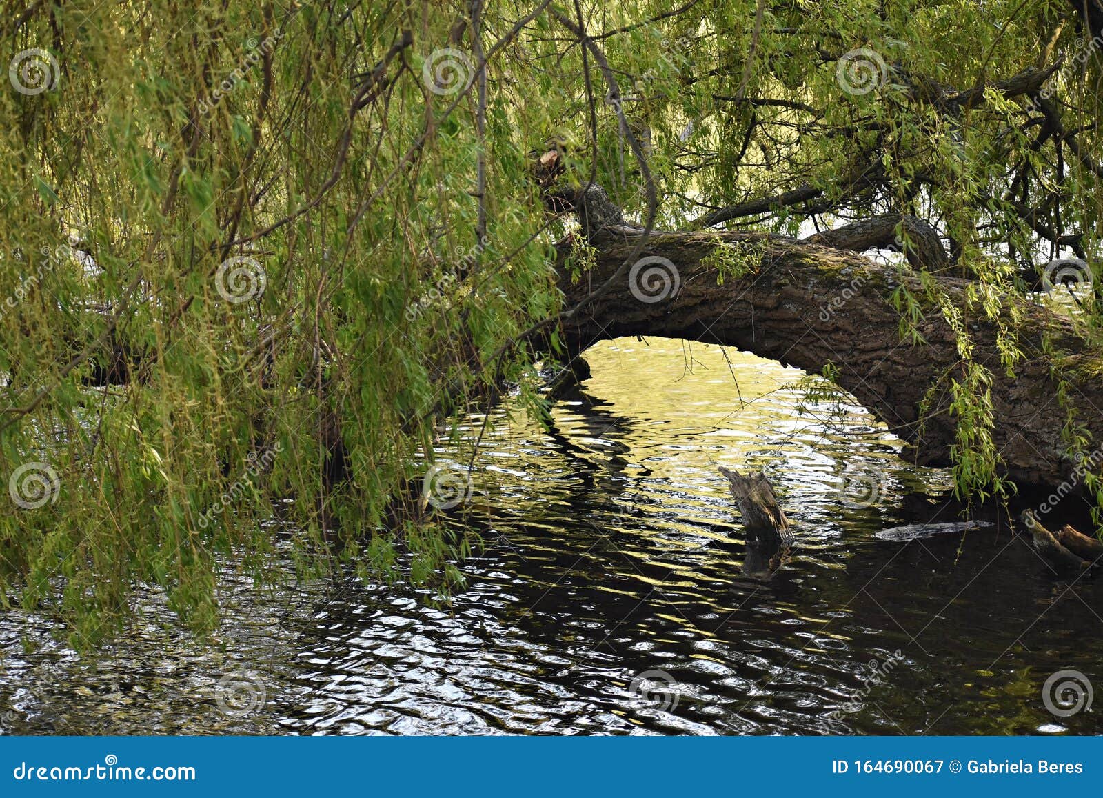 Broken Tree Fallen into the Water. Stock Image - Image of natural ...