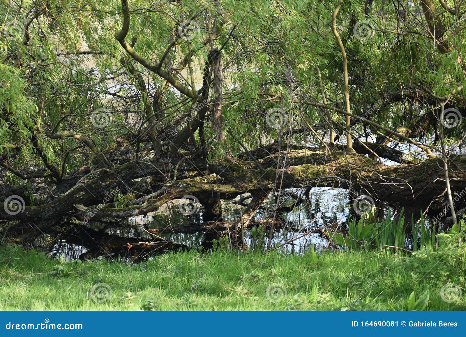 Broken Tree Fallen into the Water. Stock Image - Image of beautiful ...