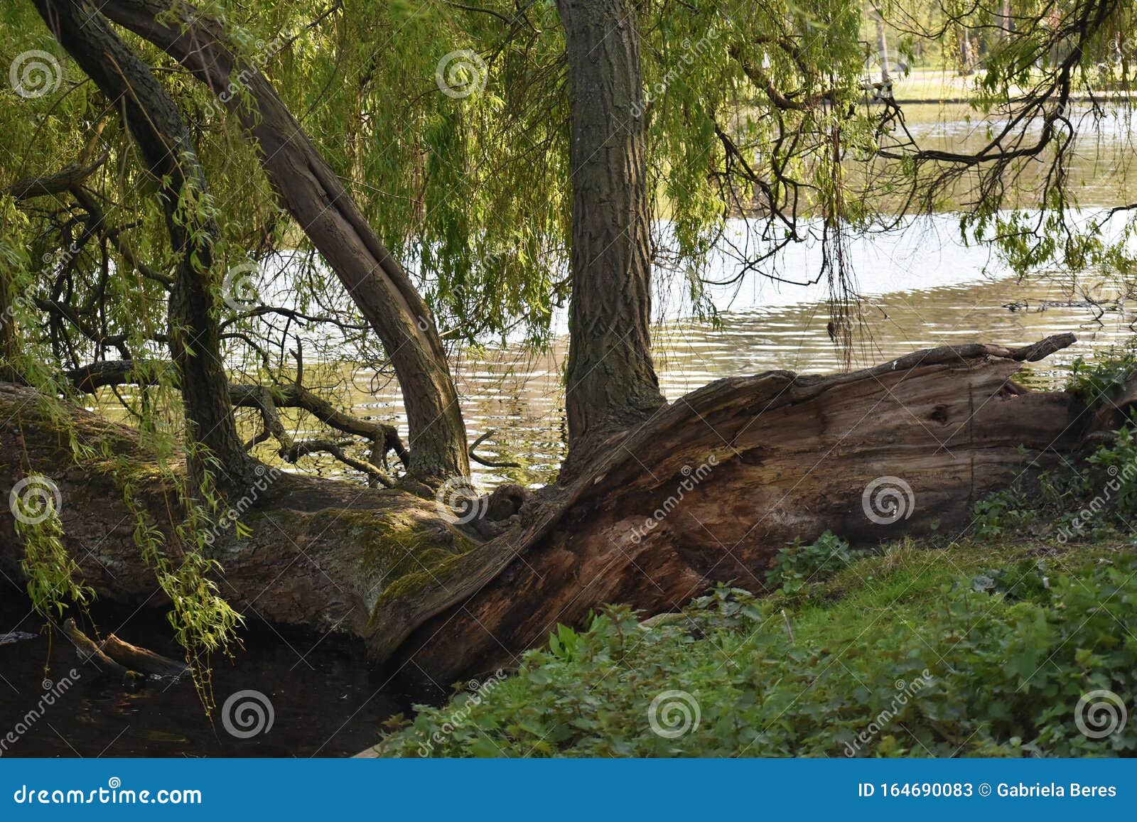 Broken Tree Fallen into the Water. Stock Image - Image of fall, park ...