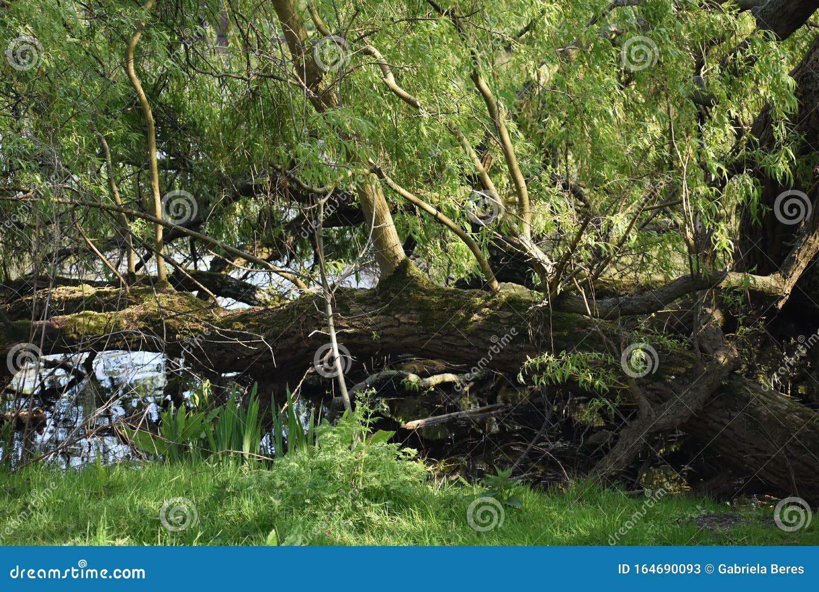 Broken Tree Fallen into the Water. Stock Image - Image of landscape ...