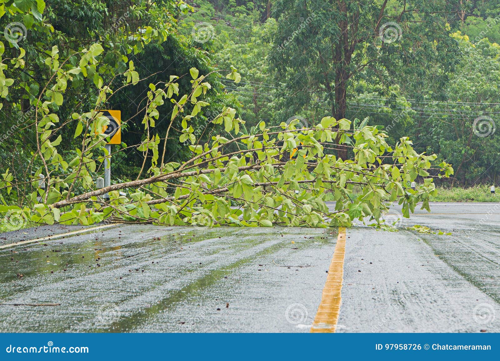 Broken Tree Falling Across Road Stock Photo - Image of windy, street ...