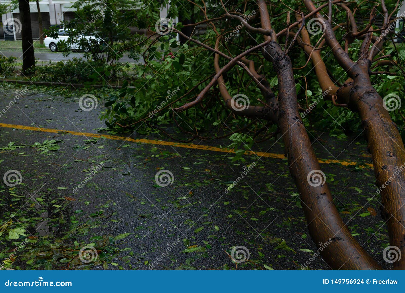 Broken Tree Fell Down on the Road after Strong Storm Went through Stock ...
