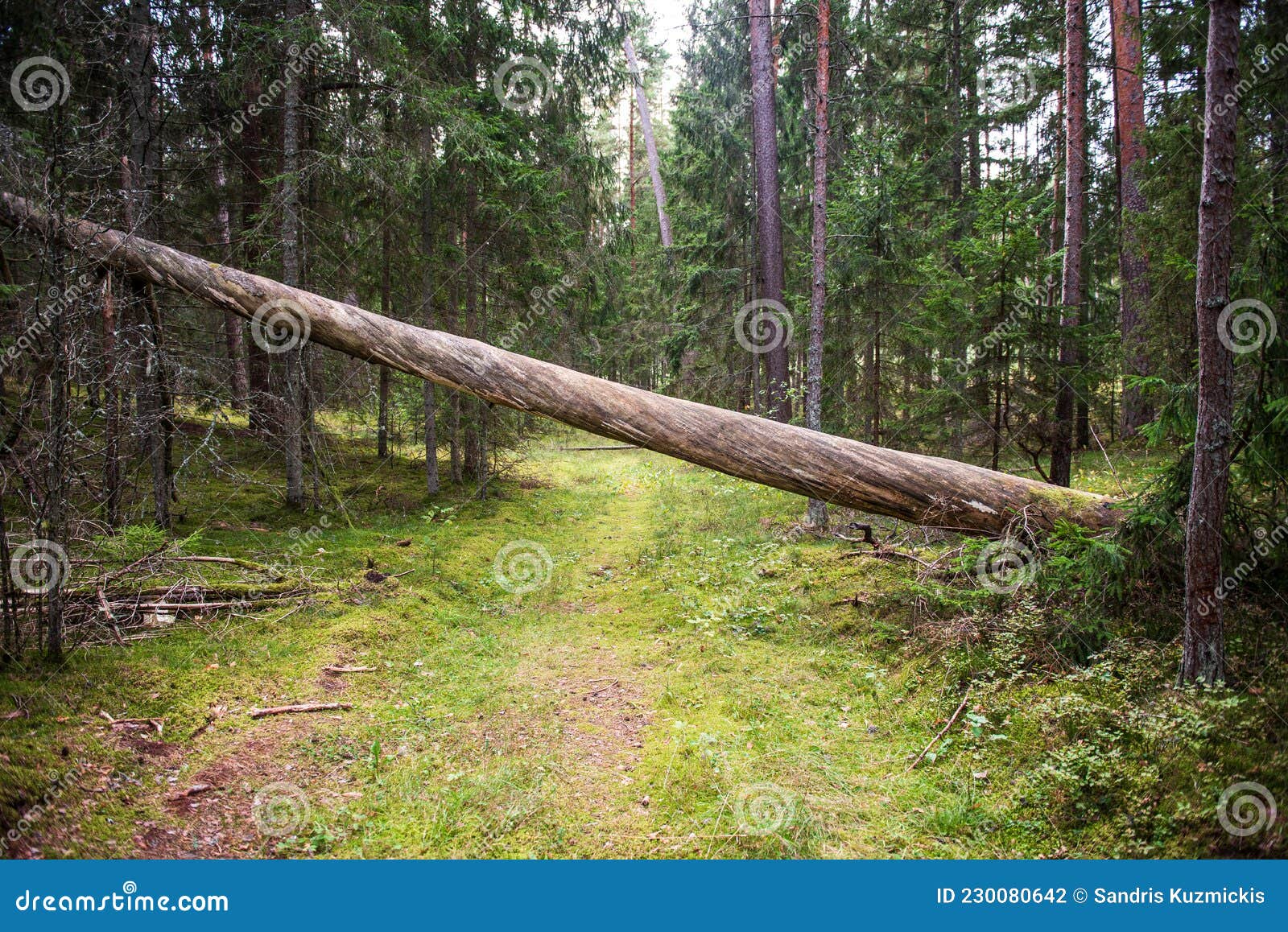 A Broken Tree Fell Over a Forest Road in Autumn Day Stock Photo - Image ...