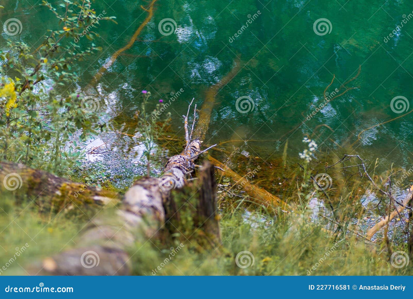 A Broken Tree Fell into the Water of the Lake. Stock Image - Image of ...