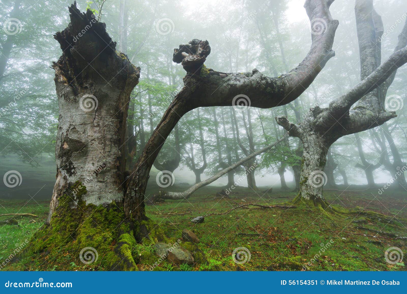 Broken tree stock image. Image of tree, dead, cracked - 56154351