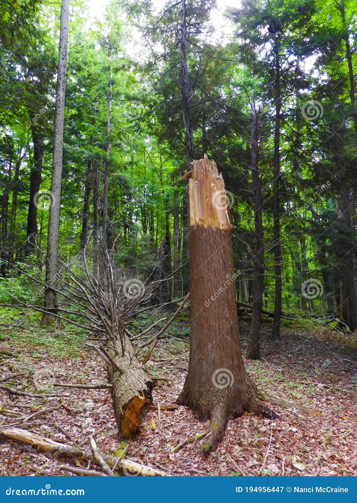 Broken Fallen Tree in Forest Starts Humification Process Stock Image ...