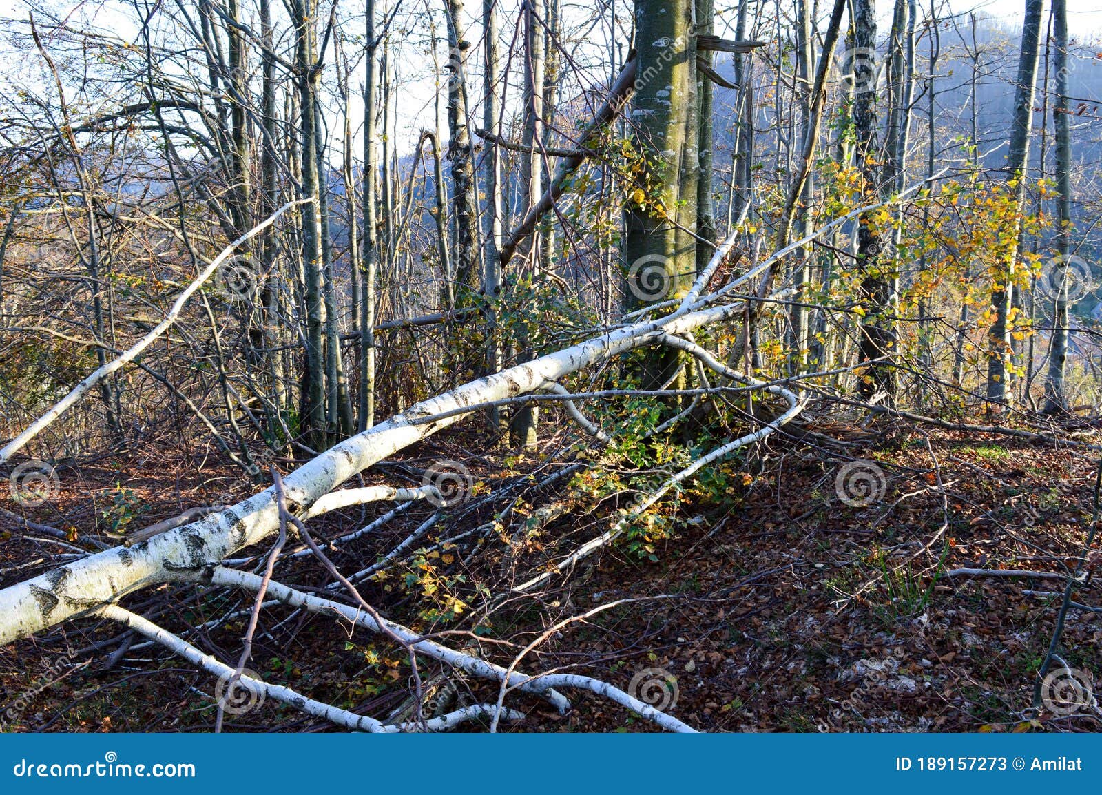 Broken tree in the forest stock image. Image of ecosystem - 189157273
