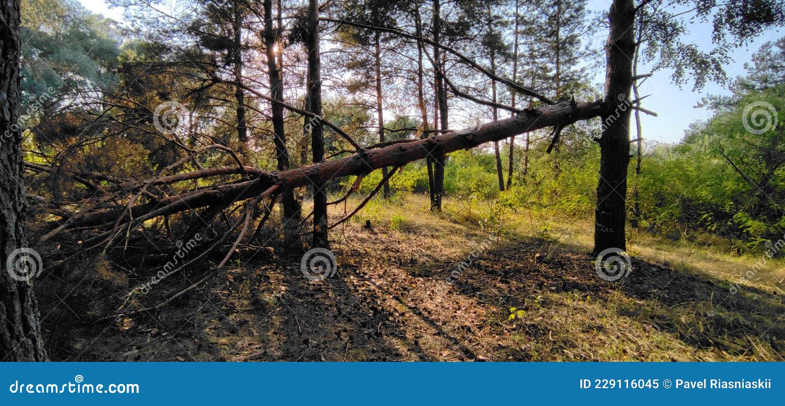 Broken tree in the forest stock image. Image of leaf - 229116045