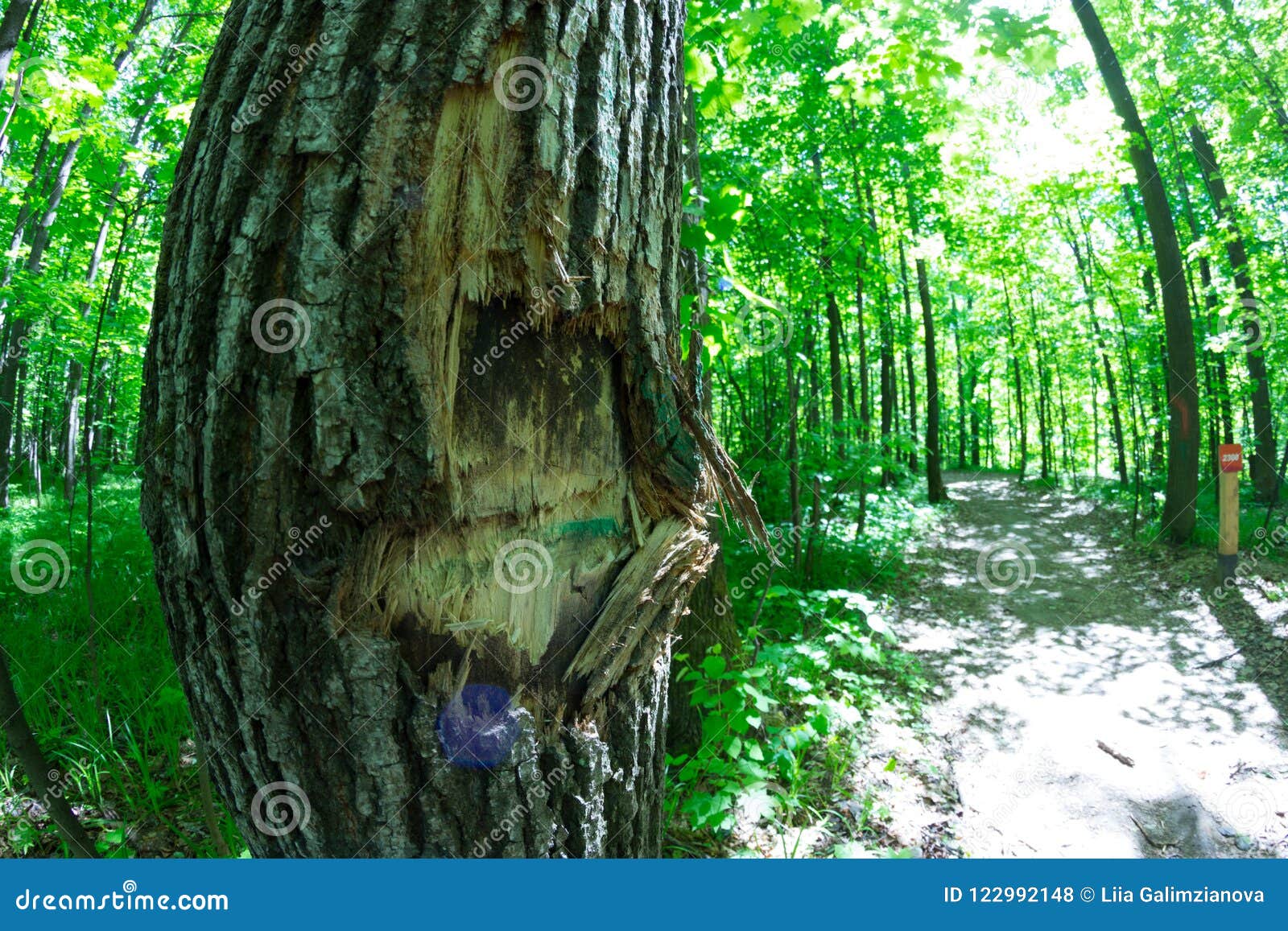 Broken tree in the forest stock photo. Image of macro - 122992148