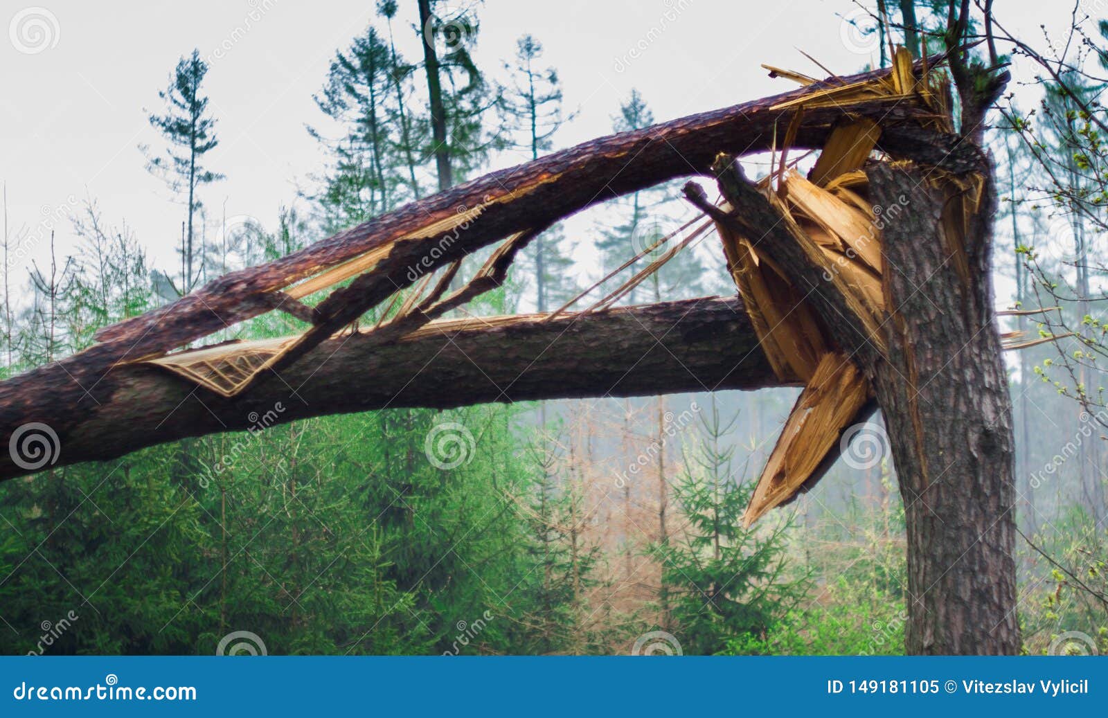 Broken tree in the forest stock image. Image of forest - 149181105