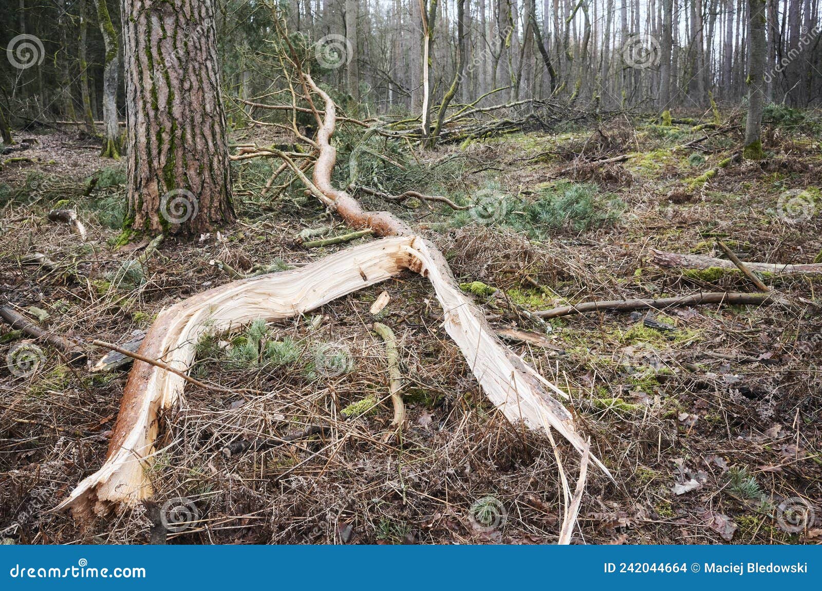 Broken Tree in a Forest after a Heavy Windstorm Stock Photo - Image of ...