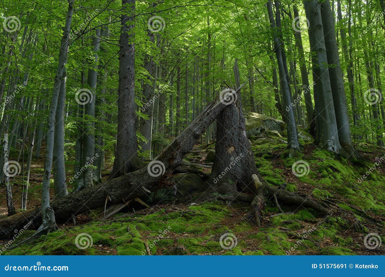 Broken tree in the forest stock image. Image of mysterious - 51575691