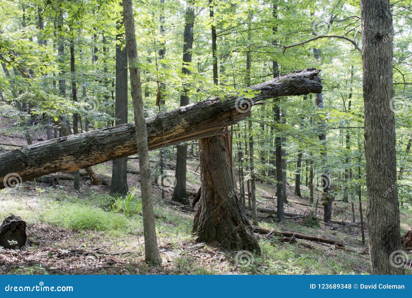 Broken tree in the forest stock photo. Image of shattered - 123689348