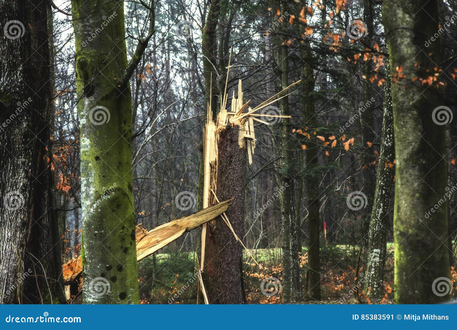 Broken tree stock image. Image of forest, public, environmental - 85383591