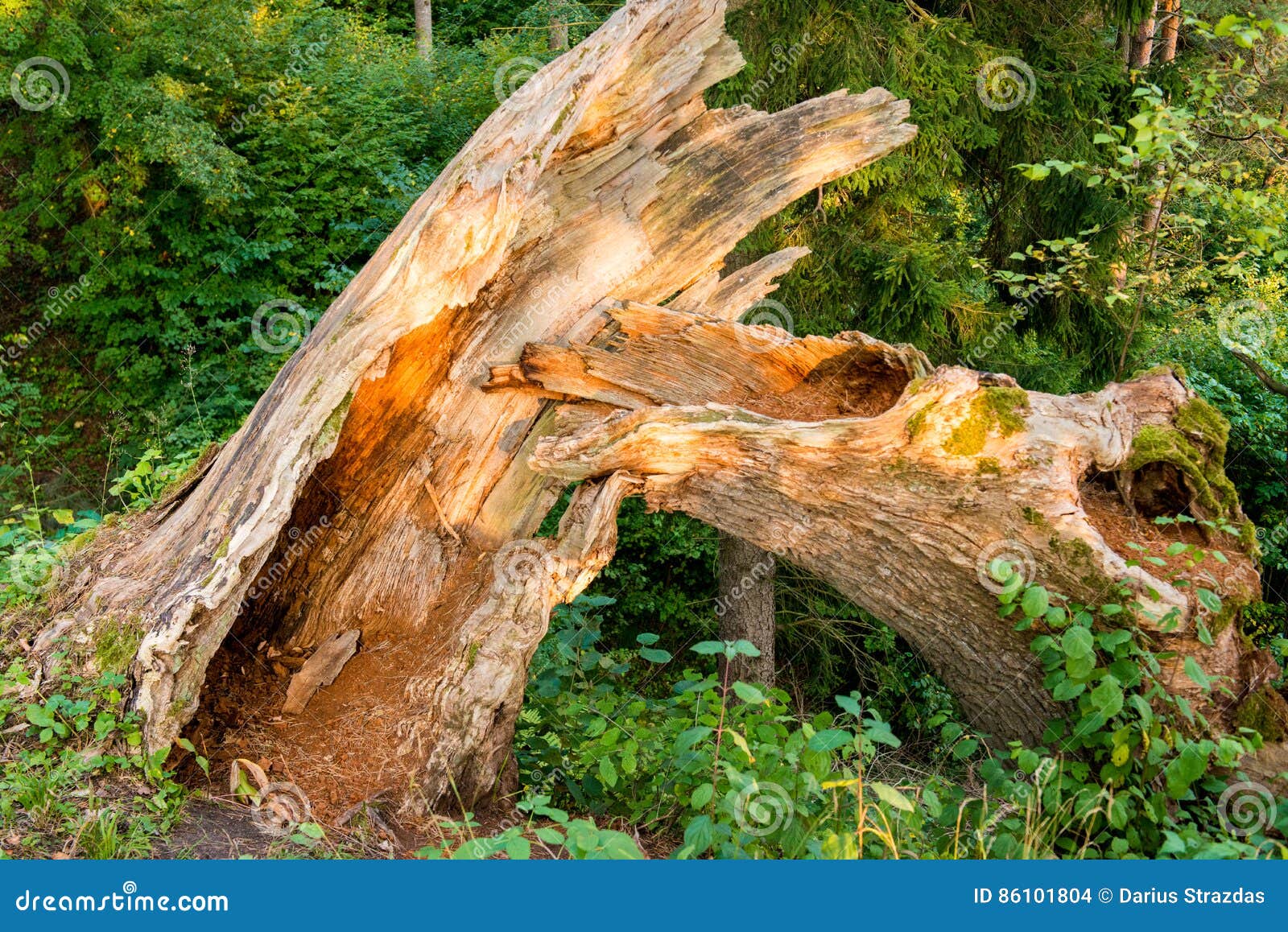 Broken tree in forest stock photo. Image of mound, outdoors - 86101804