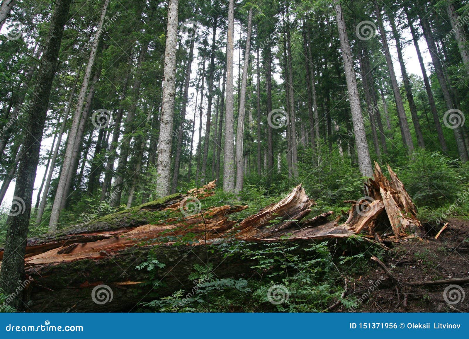 Broken Tree in the Forest in Summer Stock Photo - Image of fallen ...