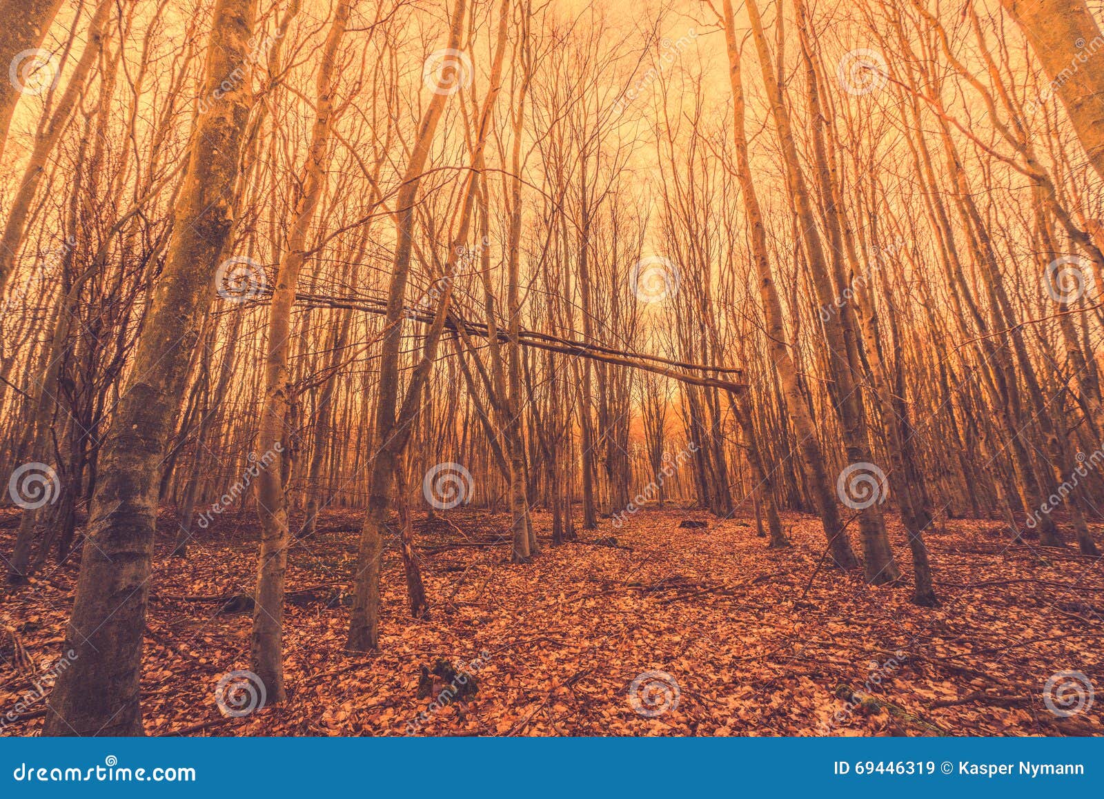 Broken tree in a forest stock image. Image of broken - 69446319