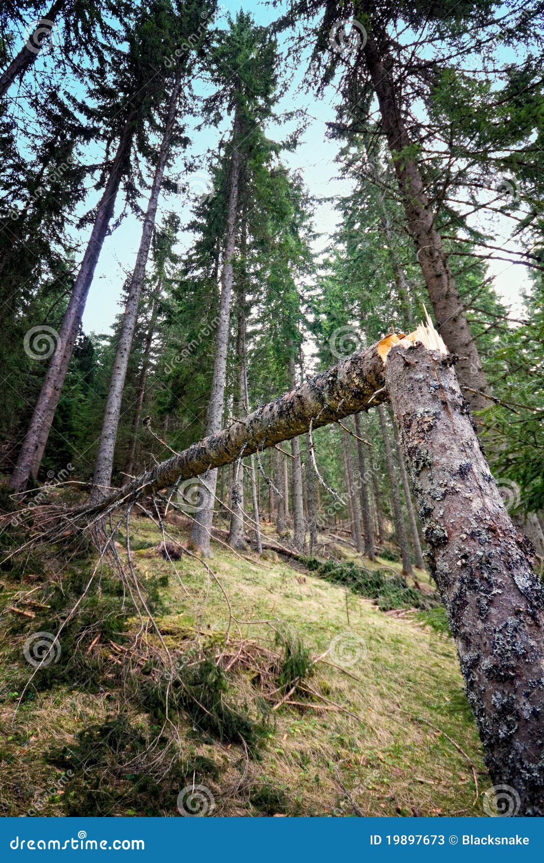 Broken Tree in Forest Vegetation Stock Image - Image of tree, condition ...