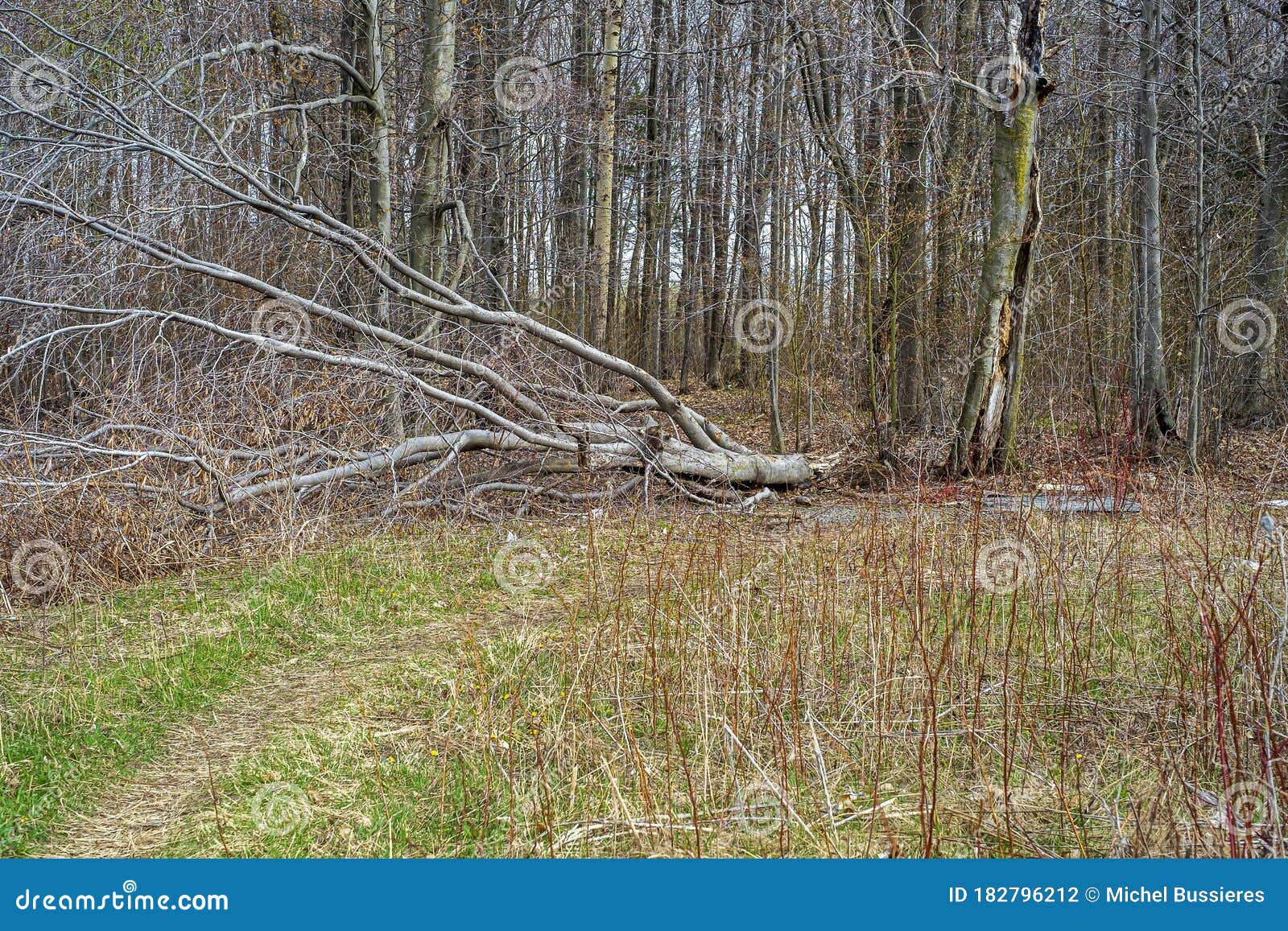 Broken Tree in a Forest after a Wind Storm Stock Photo - Image of snow ...