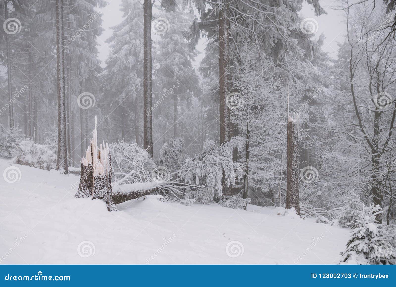 Broken Tree in the Forest, Winter and Snow Stock Image - Image of ...