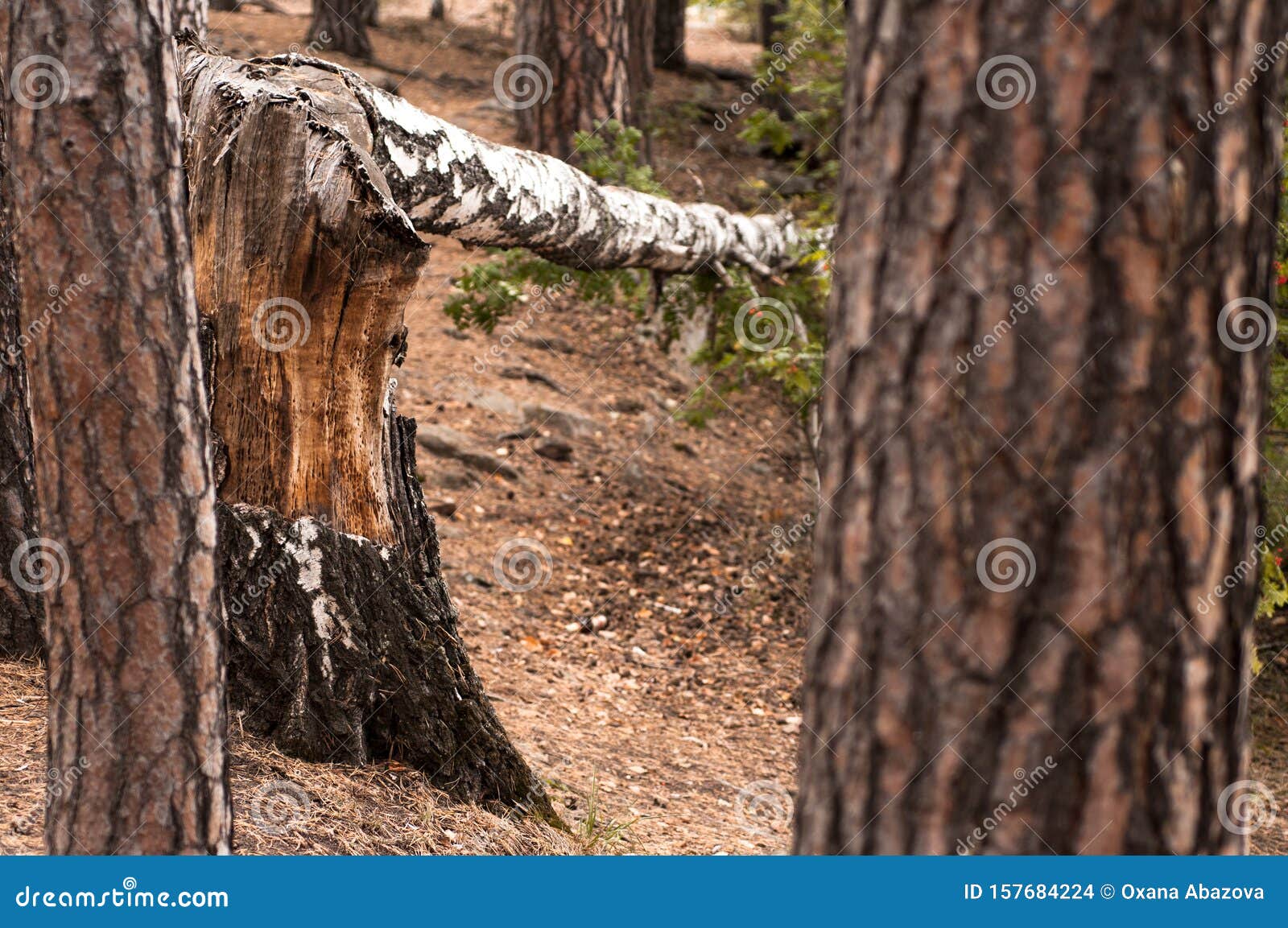 Broken Tree in a Forest Zone Stock Photo - Image of disasters, fell ...