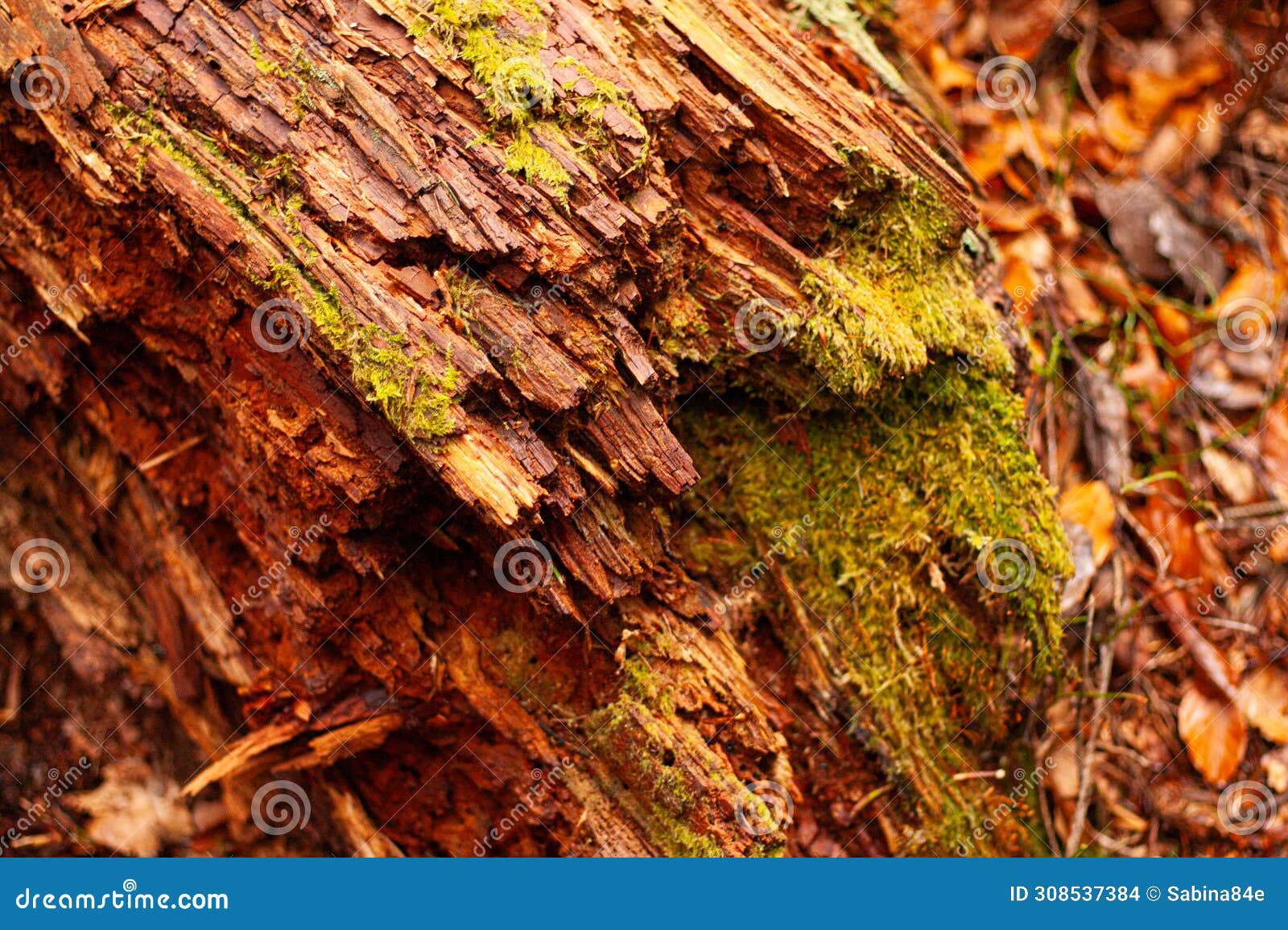 Broken Tree in Fracture Section with Green Moss Stock Photo - Image of ...