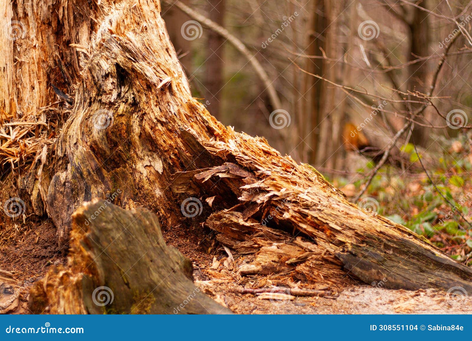 Broken Tree in Fracture Section with Green Moss Stock Photo - Image of ...