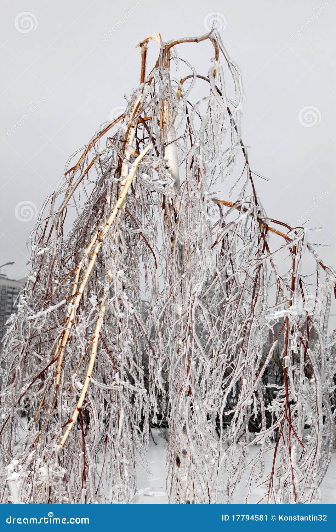 Broken Tree Trunk Royalty-Free Stock Photography | CartoonDealer.com ...