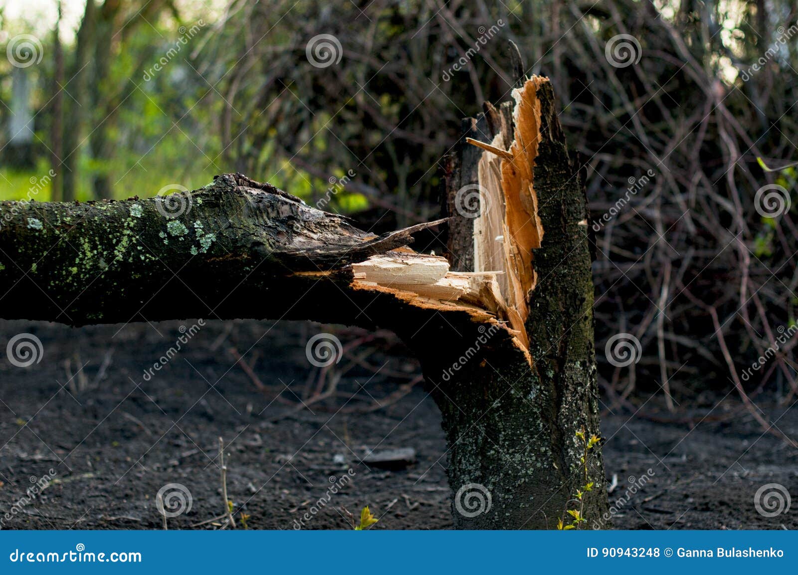 Broken tree stock photo. Image of disaster, branch, natural - 90943248