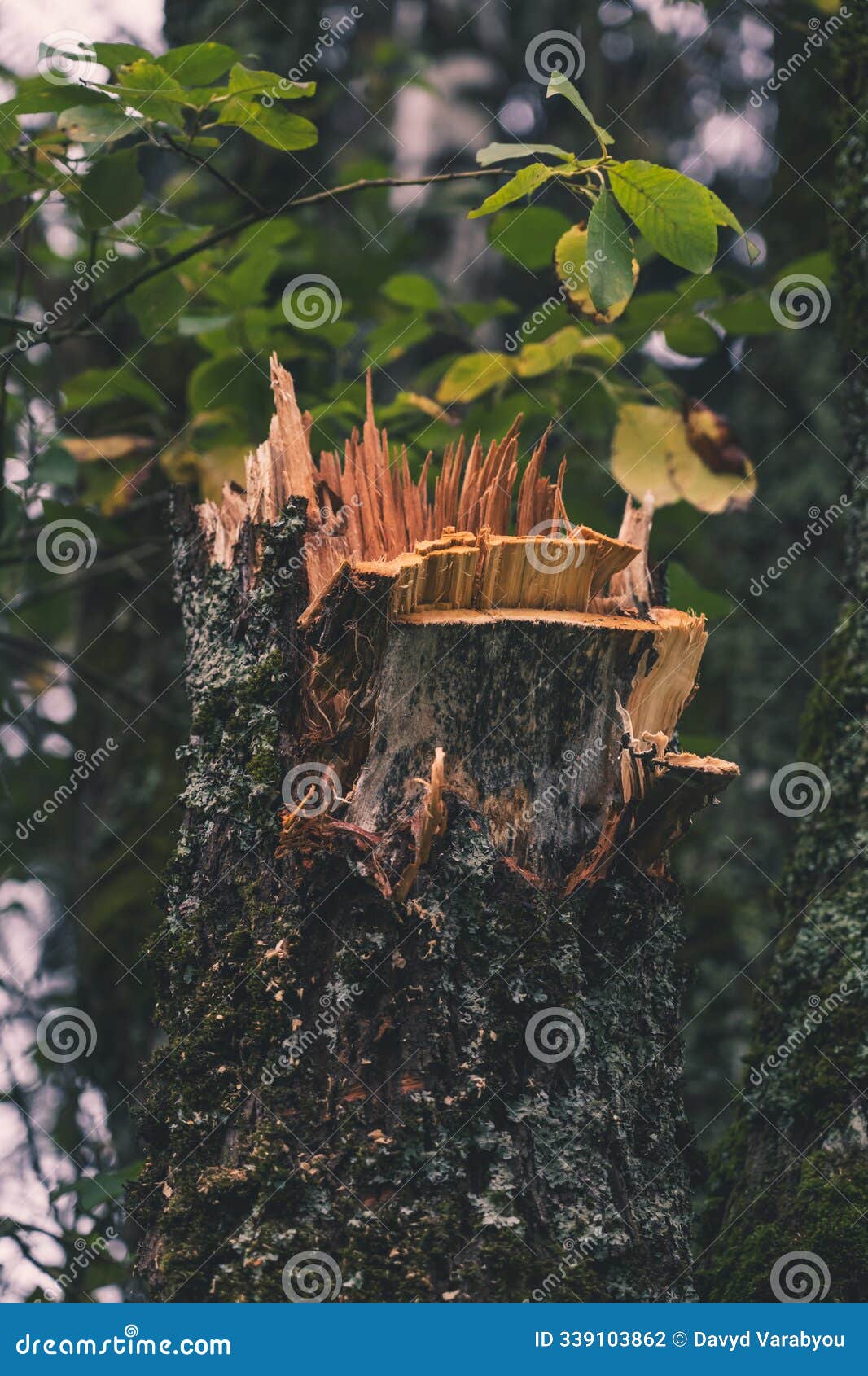 A Broken Tree in the Garden. a Piece of Broken Wood. a Broken Tree ...