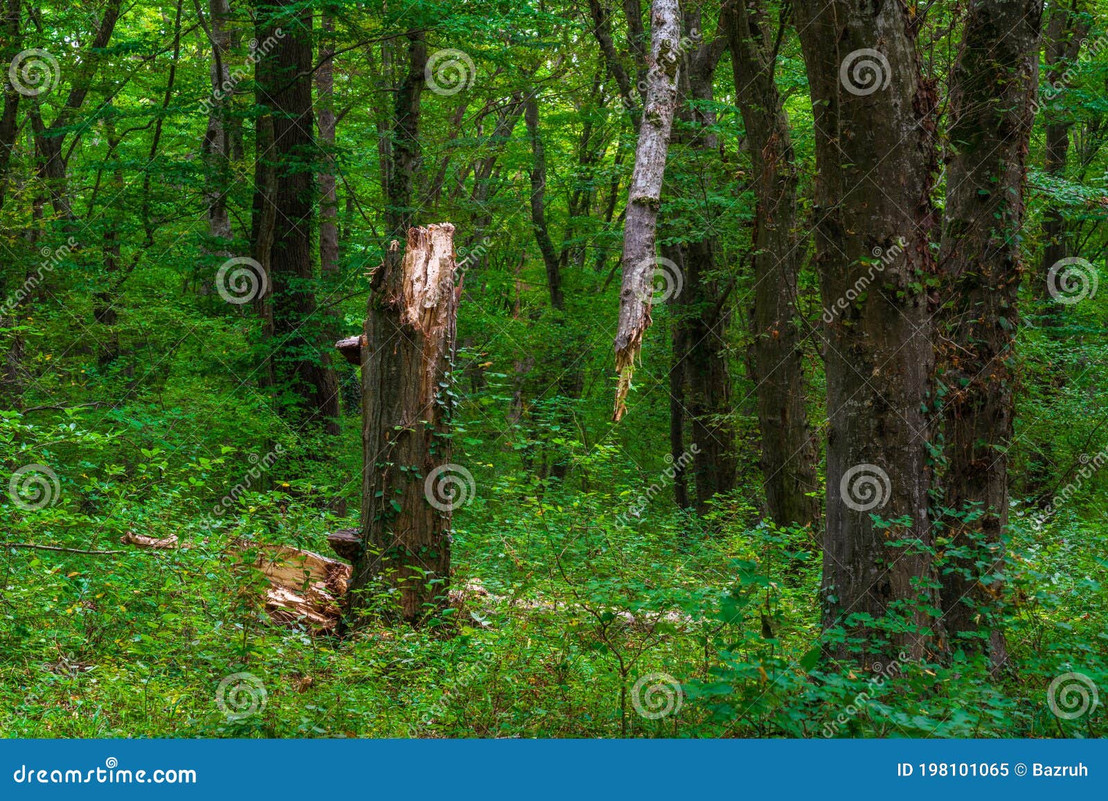 Broken Tree in Green Dense Forest Stock Image - Image of park, summer ...