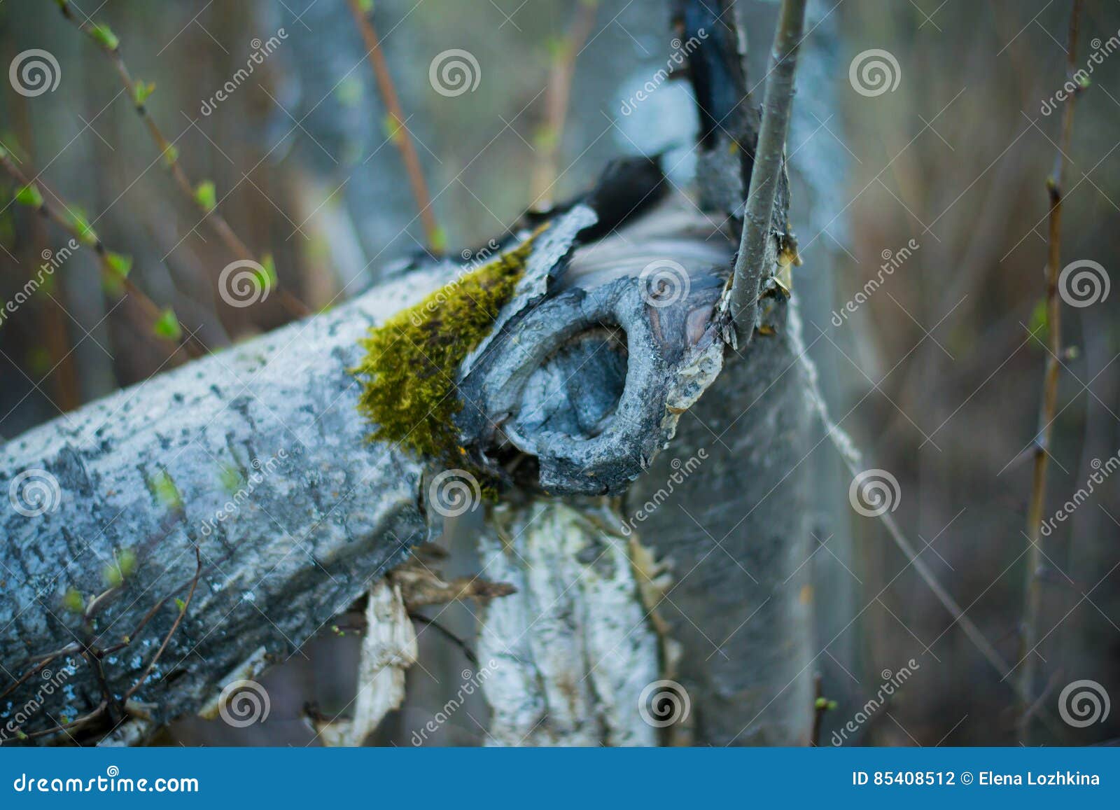 Broken Tree with Green Moss in a Park Stock Photo - Image of green ...