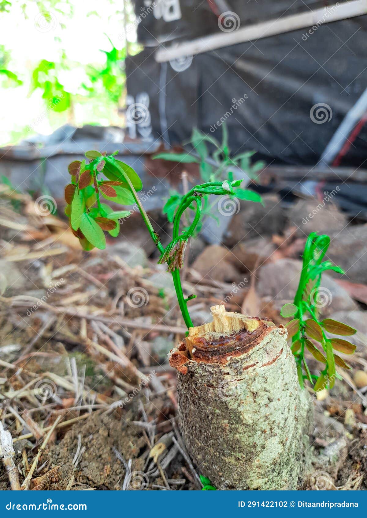 A Broken Tree that Grows New Shoots Stock Photo - Image of grows ...