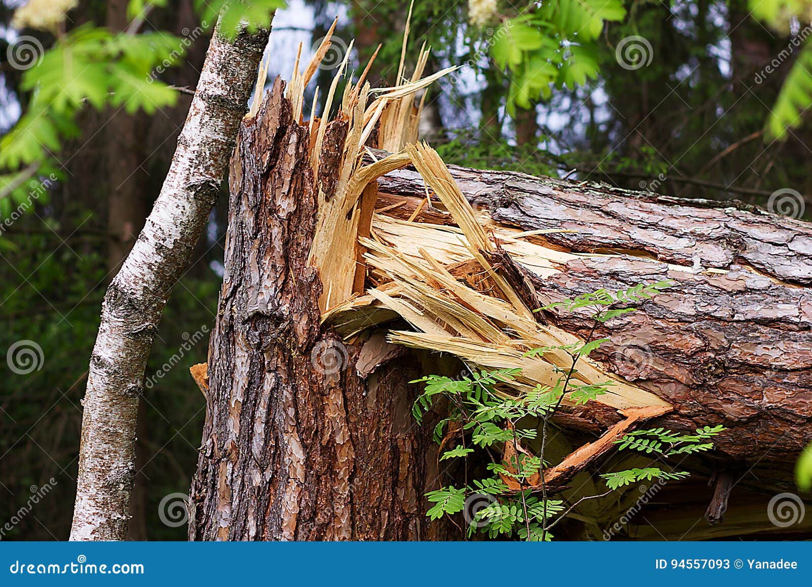 A broken tree in half. stock image. Image of bark, bent - 94557093