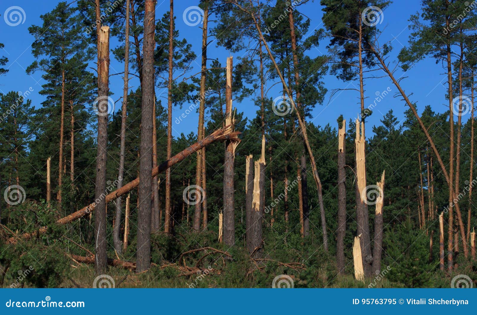 A Broken Tree in Half. As a Result of the Hurricane Stock Image - Image ...