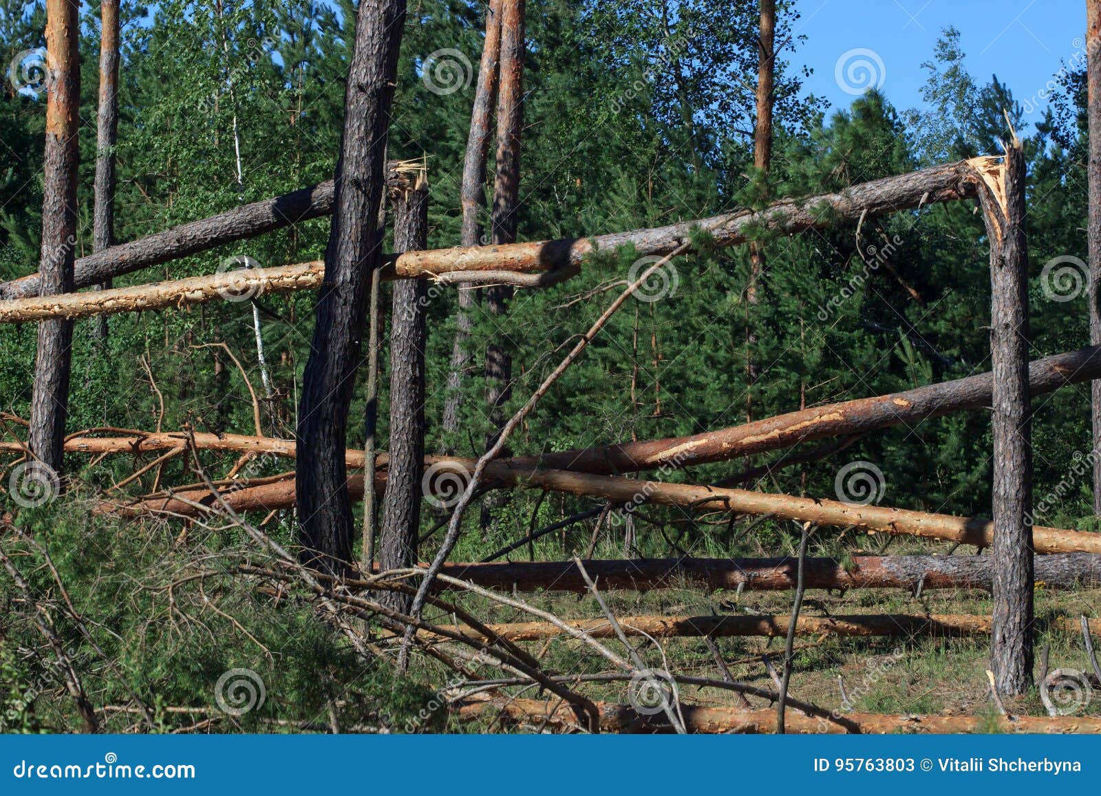 A Broken Tree in Half. As a Result of the Hurricane Stock Image - Image ...
