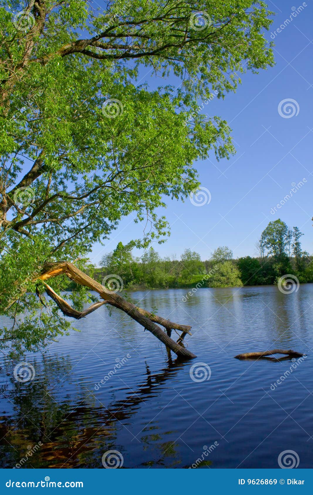 Broken Tree Has Bent Over Water. Stock Image - Image of coast, tree ...